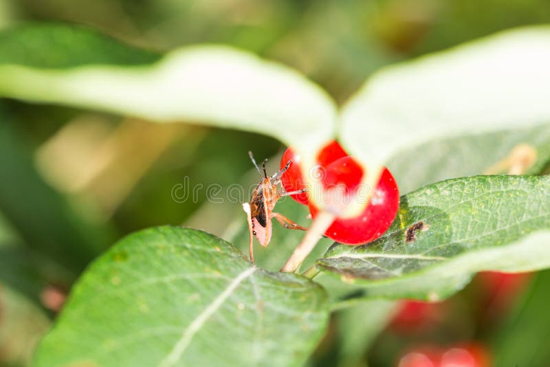 Orange and Black Bug on Bright Red Berries Stock Photo - Image of ...