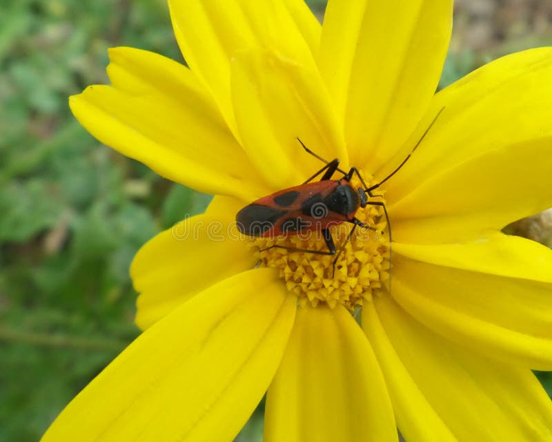 Orange & Black Bug on the Pollen of Bright Yellow Flower Stock Image ...