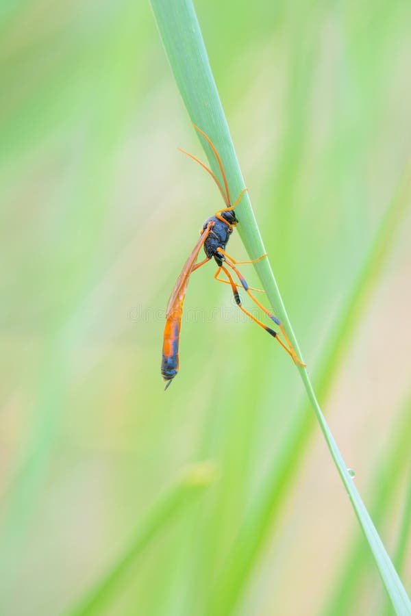 Ichneumon fly stock photo. Image of rest, diptera, ichneumon - 32803190
