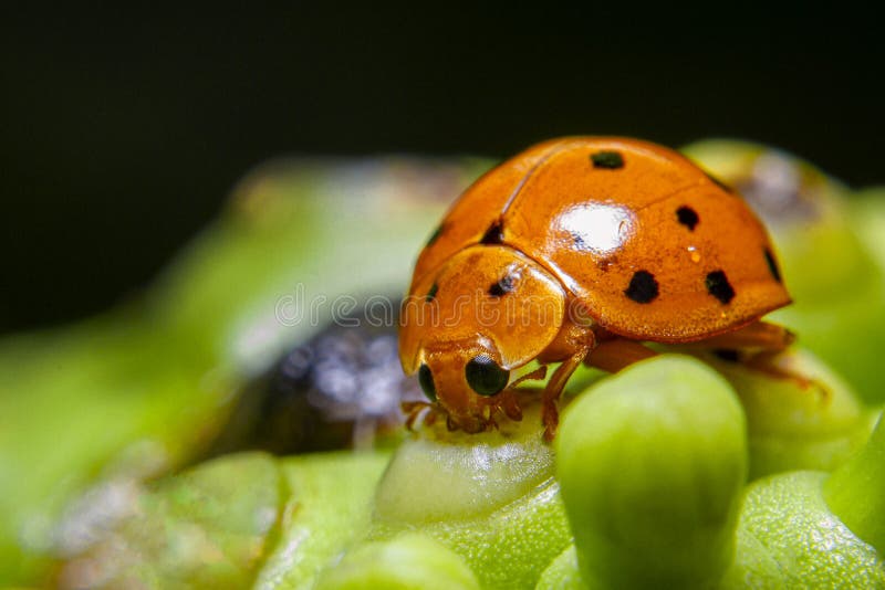 Ladybug is Resting on the Fern Stock Photo - Image of branch, fern ...