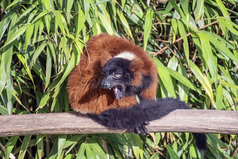 Angry lemur closeup stock image. Image of ring, wildlife - 54938665