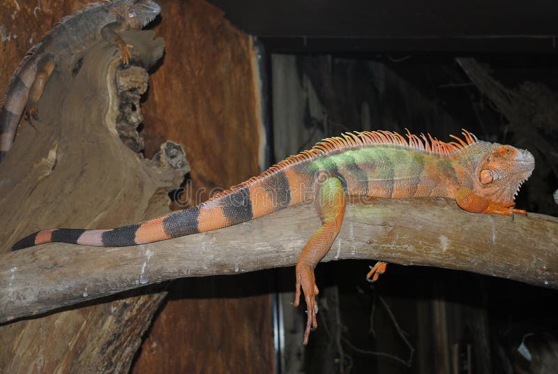 Orange and black Lizard stock photo. Image of wildlife - 37813414