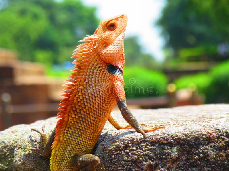 Orange and Black Lizard on Rock. Stock Photo - Image of orange, black ...