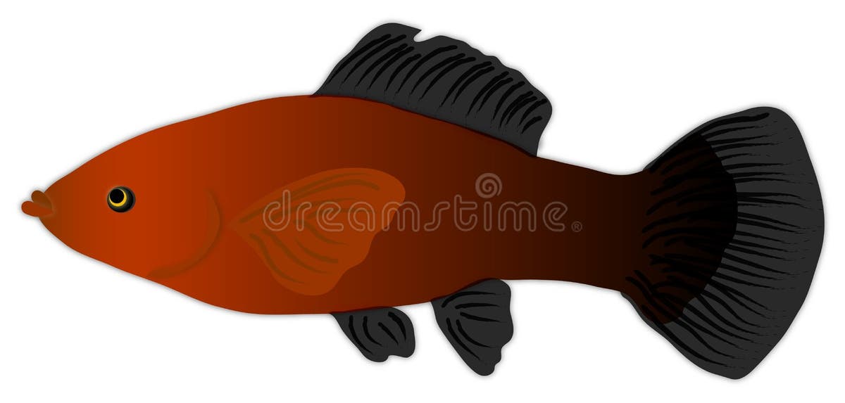 Fish Molly Stock Illustrations – 316 Fish Molly Stock Illustrations ...