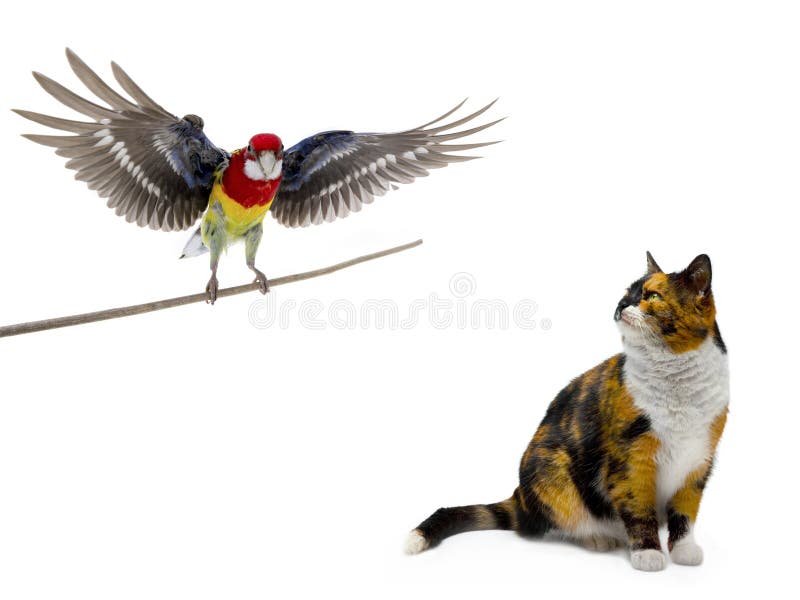 Rosella Extrem Cartoon Stock Photos - Free & Royalty-Free Stock Photos ...