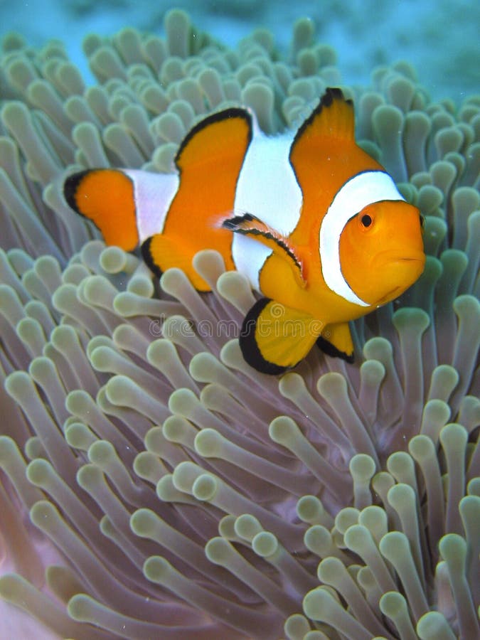 Orange And White Fish