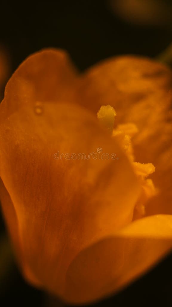 Orange blomma arkivfoto. Bild av nytt, cirkel, utomhus - 100854236