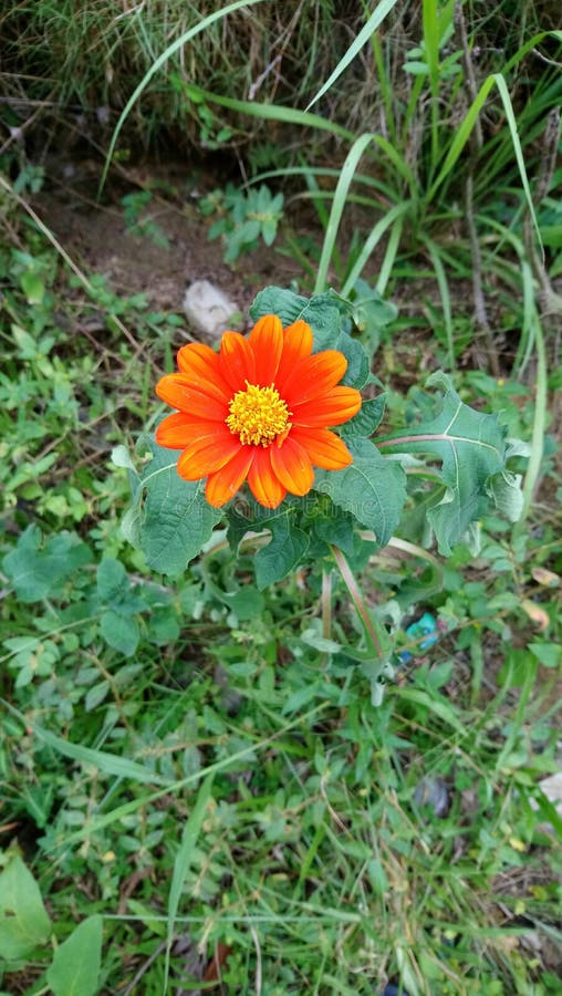 Orange blomma fotografering för bildbyråer. Bild av blomma - 118222021