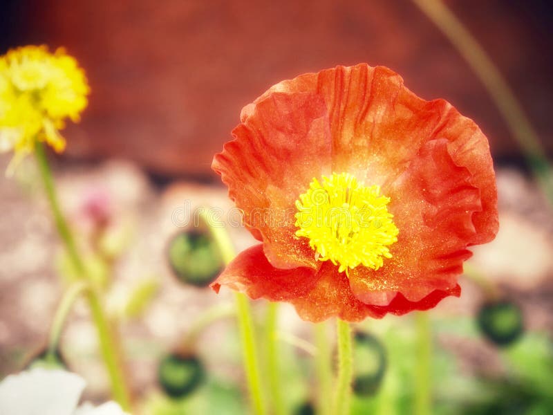 Orange blomma arkivfoto. Bild av härlig, färg, blomma - 134605874