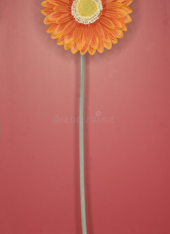 Orange Blomma 2 Bild. Bild: 1099243