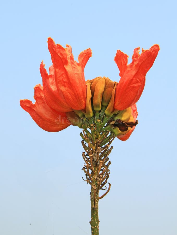 Orange blomma fotografering för bildbyråer. Bild av tillväxt - 29601753