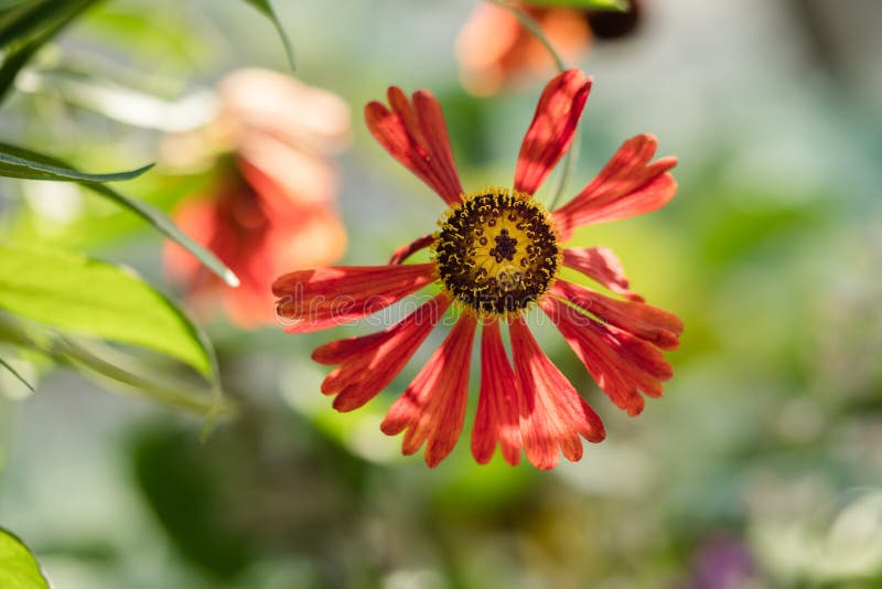 Orange Blomma 2 Bild. Bild: 1099243