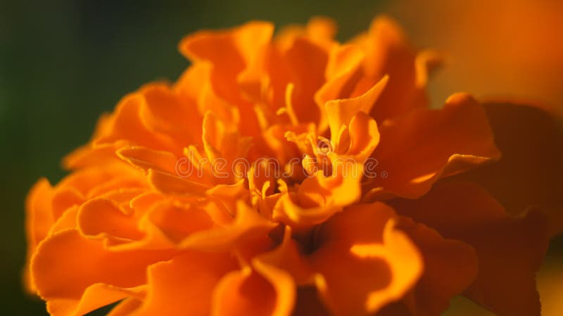 Orange blomma arkivfoto. Bild av nytt, cirkel, utomhus - 100854236