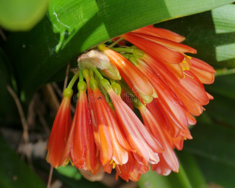 Orange blomma blommor fotografering för bildbyråer. Bild av blommor ...