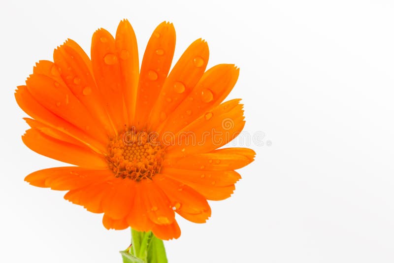 Orange Blomma För Krukaringblomma Foton - Download 256 Royalty Free Photos