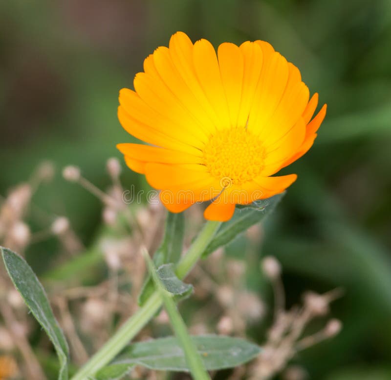 Orange blomma i natur fotografering för bildbyråer. Bild av grön - 89681185
