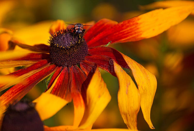 Orange blomma Makro fotografering för bildbyråer. Bild av peste - 122837771