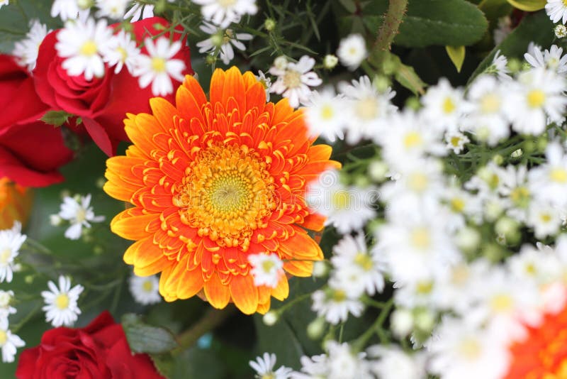 Orange Blomma- Och Tusenskönablommor Fotografering för Bildbyråer ...