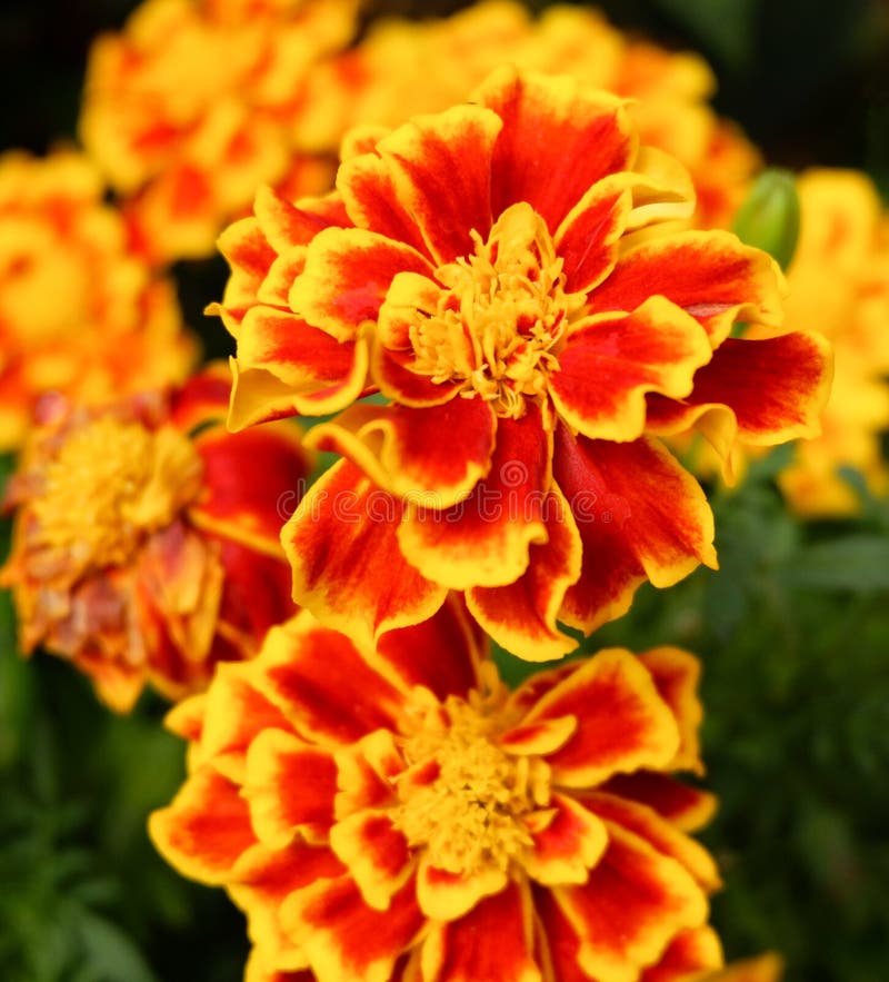 Orange Blomma - Ringblommablomma Arkivfoto - Bild av växt, skönhet ...