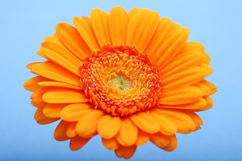 Orange bloom stock image. Image of nature, petal, abstract - 4765941