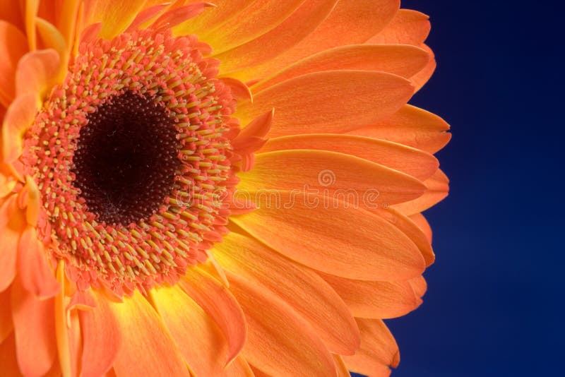 Orange bloom stock image. Image of blooming, closeup, botanical - 7122189