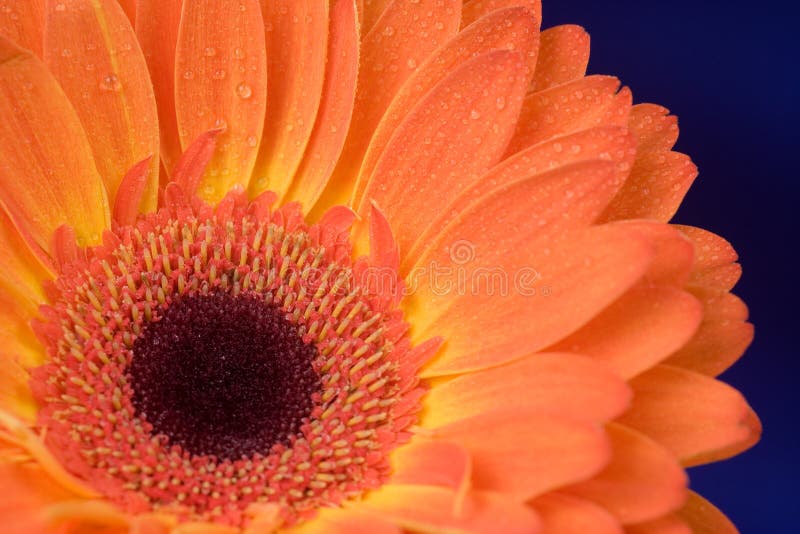 Orange bloom stock photo. Image of daisy, detail, closeup - 7135388