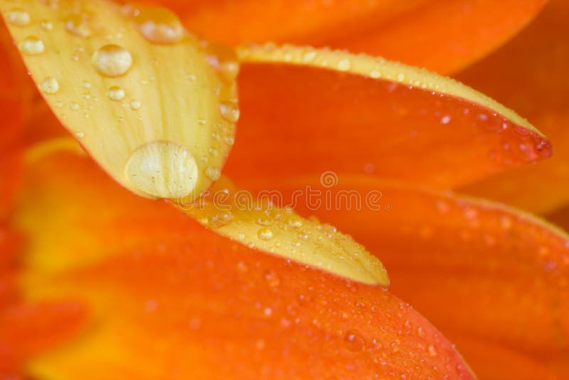 Orange Flower Macro Water Drops Stock Image - Image of drops, beautiful ...