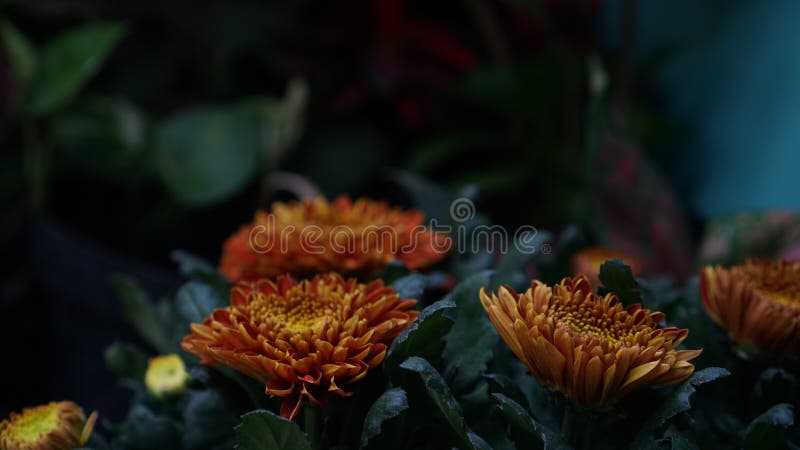 Orange Bloom Flower in Garden Stock Image - Image of detail, orange ...
