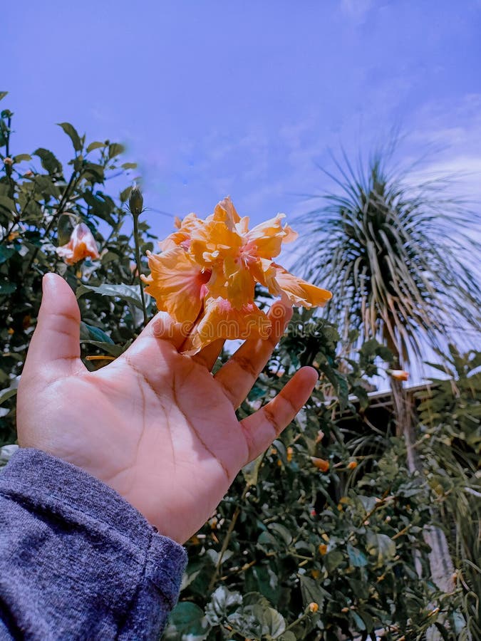 Orange bloom in the hand stock photo. Image of leaf - 204986422