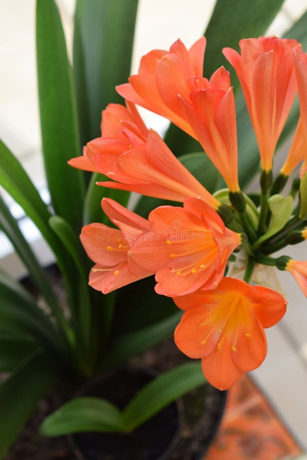 Orange Blooming Flower, Clivia Lily Stock Photo - Image of color, tulip ...