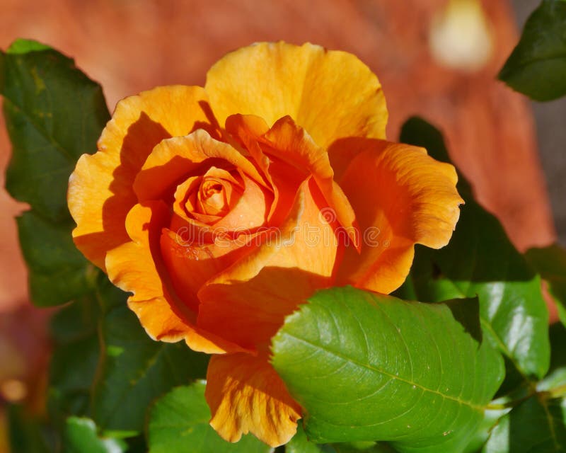 An Orange Blooming Rose Flower Stock Photo - Image of loving ...