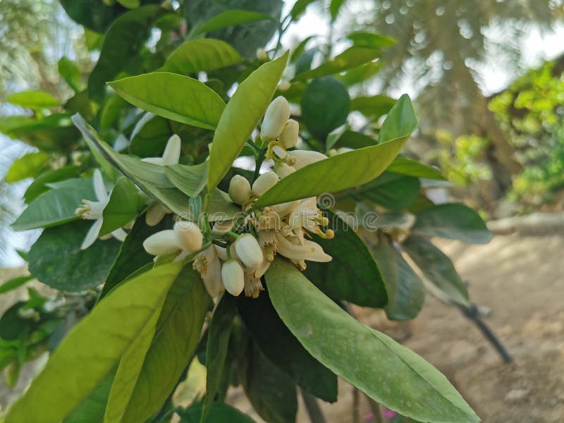 Orange Blooming Season stock image. Image of orange - 174785729