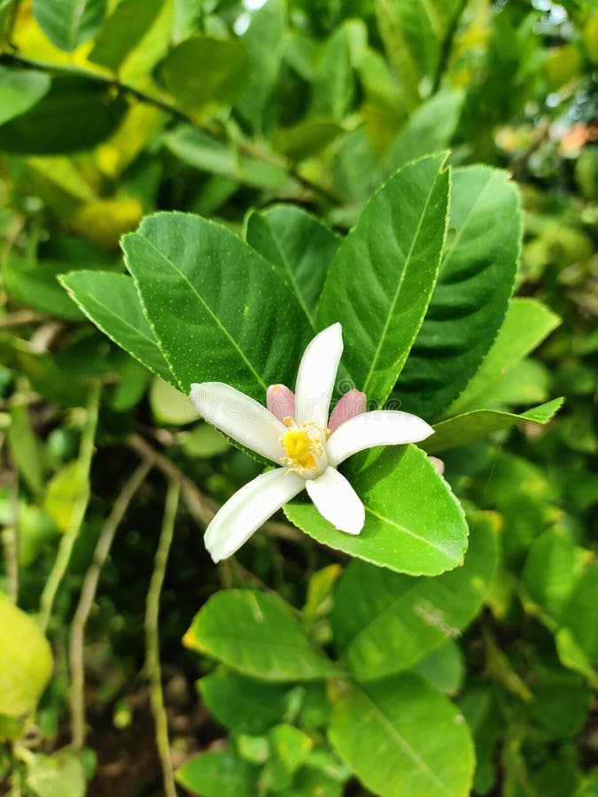 Orange Blossom Flower with Buds and Leaves Lemon Tree Stock Image - Image of leaves, tree: 262781121