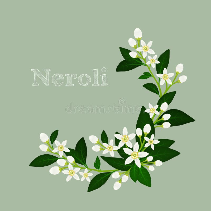 Orange Blossom Flowers Buds And Leaves Floral Design Card Fleur D