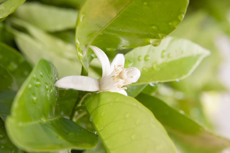 Orange Blossom on Its Branch Surrounded by Leaves with Raindrops, in ...