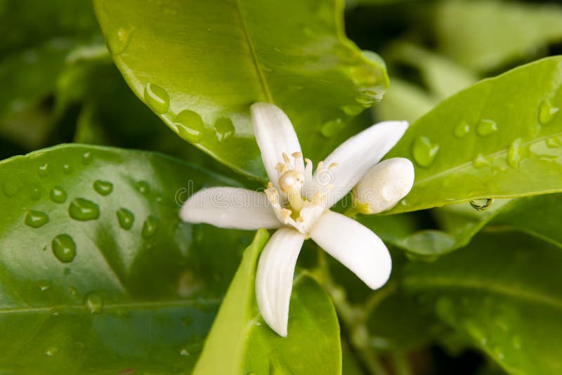Orange Blossom on Its Branch Surrounded by Leaves with Raindrops, in ...