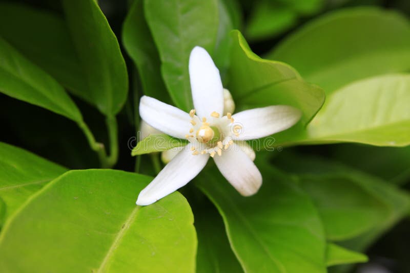 Orange Blossom on Its Branch Surrounded by Leaves, in Spring, Andalusia ...