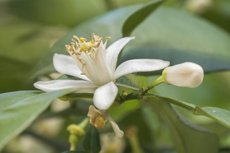 Orange Blossom in Spring, Azahar Flower Stock Image - Image of azahar ...
