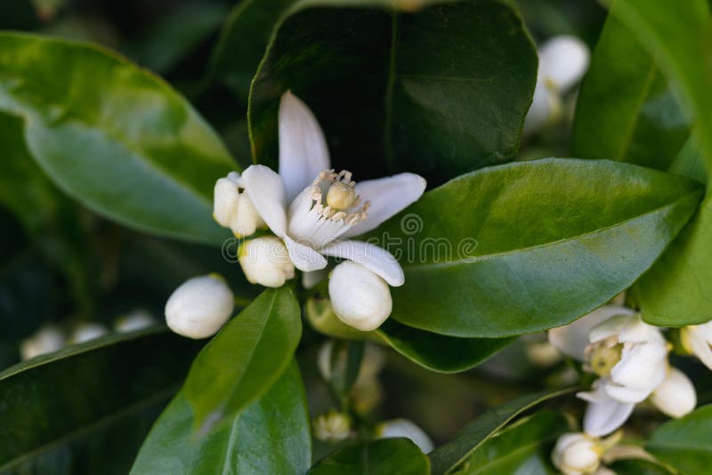 Orange Blossom on a Tree in Spring. You Can See a Tiny Orange Fruit ...