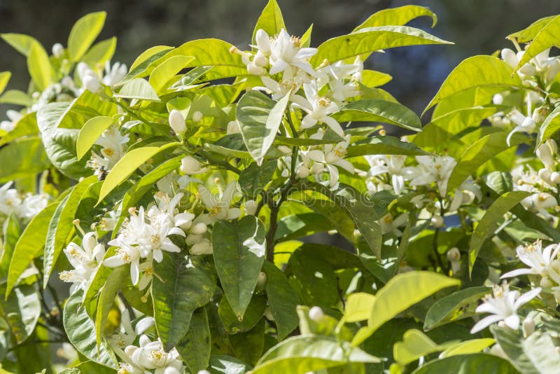 Orange Blossoms in Spring, Azahar Stock Photo - Image of blossoming ...
