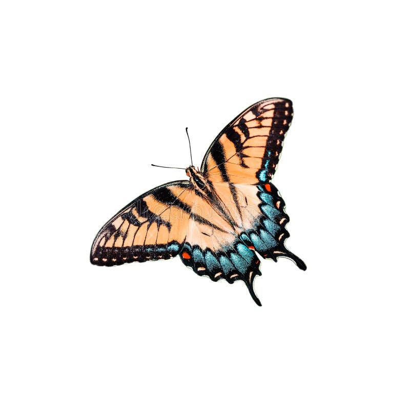 Orange Butterfly with Big Wings Lady Butterfly Wing Sweeping Over on ...