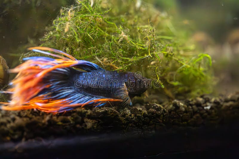 Orange and Blue Colored Betta Fish in a Aquarium with Plants Stock ...