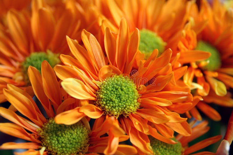 Orange Blumen stockfoto. Bild von recht, geschenke, blumenblatt - 1090410