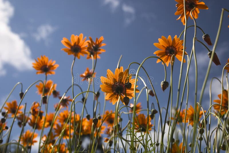 Orange Blumen stockbild. Bild von blumen, orange - 1180665