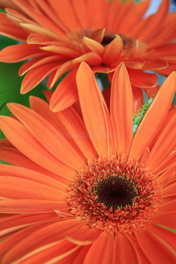 Orange Blumen stockbild. Bild von blumenblatt, blume - 11956667
