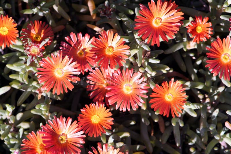 Orange Blumen Bild. Bild: 303547