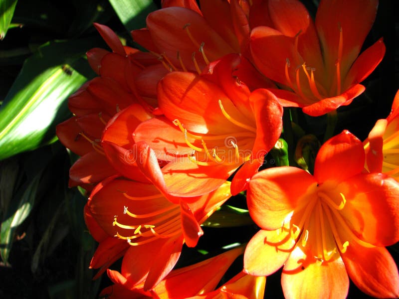 Orange Blumen stockbild. Bild von hintergrund, afrika - 6489677