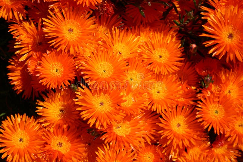 Orange Blumen stockbild. Bild von lebhaft, nave, recht, gedeihen - 88101