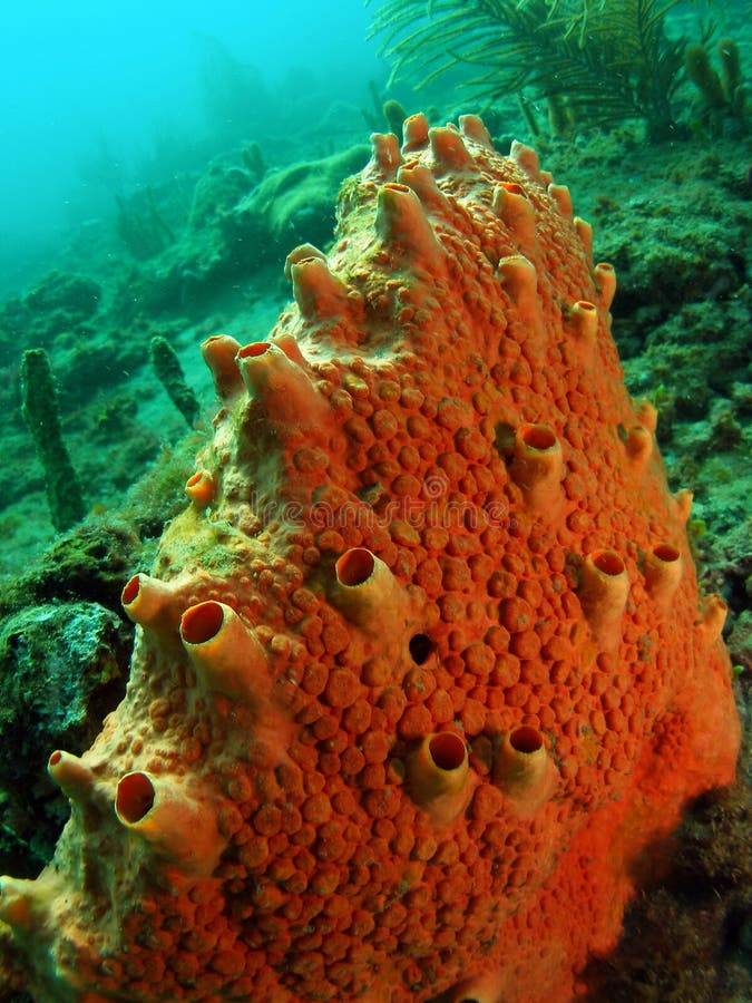 Orange Boring Sponge stock image. Image of camera, aquatic - 11114749