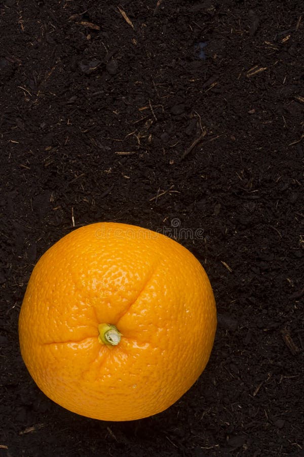 Orange on the bottom stock photo. Image of agriculture - 29618312